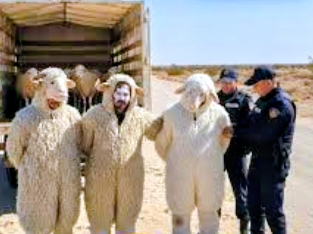 Police arrested men trying to enter Spain disguised as sheep ...